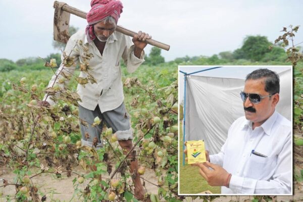 Mustard Variety: आर.एच.-1424 का शानदार प्रदर्शन